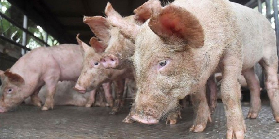 Negros hog raisers alerted on ASF outbreak in Batangas