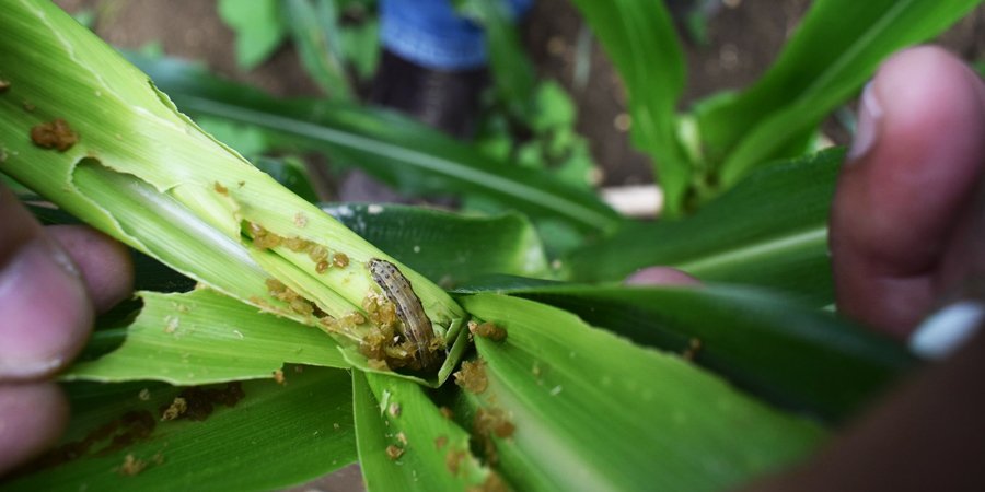 Fall armyworms infestation spreads to 22 NegOr LGUs