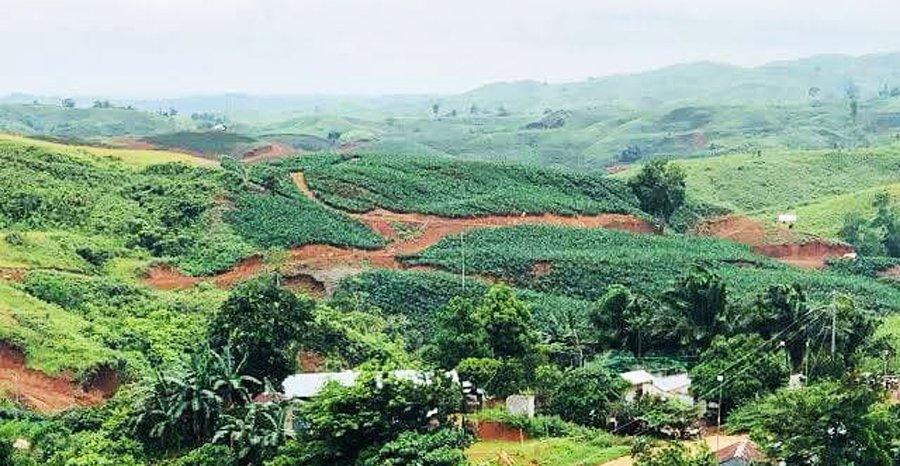 EMB validates ongoing activities at oil palm plantation in Candoni