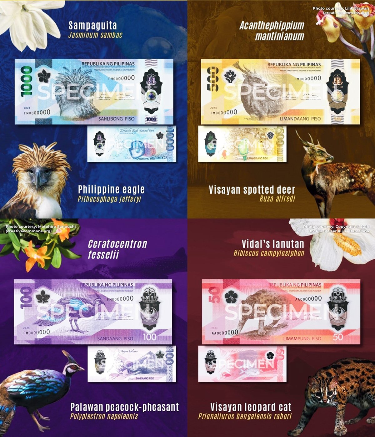Talarak Foundation proud of Visayan endemic species featured in banknotes