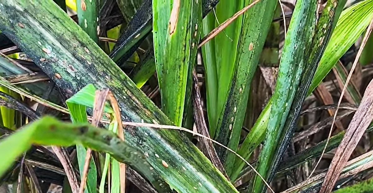 Lacson creates task force to address RSSI infestation in sugarcane farms