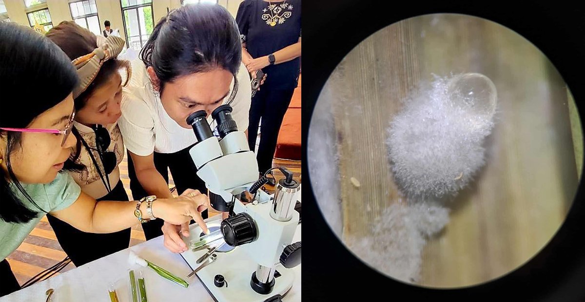 SRA works on fungus found in Capiz to eliminate RSSI