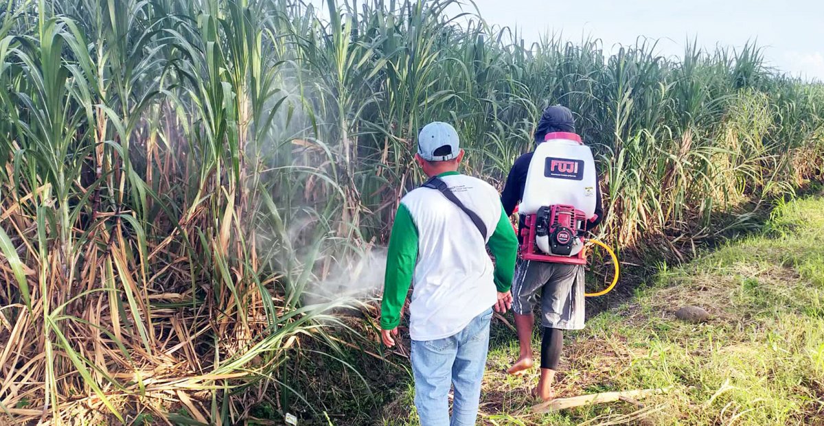 291 hectares of RSSI-hit sugarcane fields recover