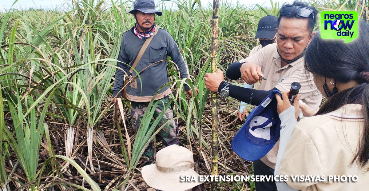 RSSI hits 262 hectares of sugarcane farms in 1 week