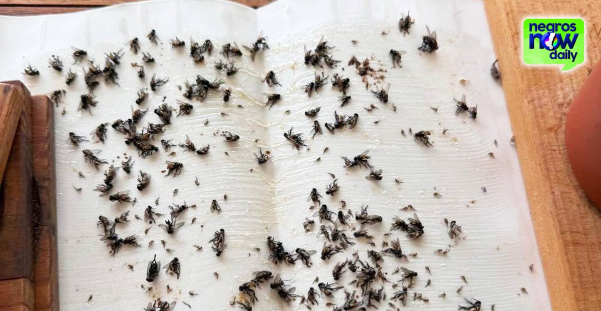 Negros Or. governor acts on severe fly infestations