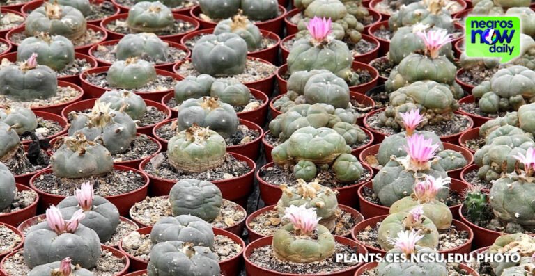 PDEA cautions against peyote