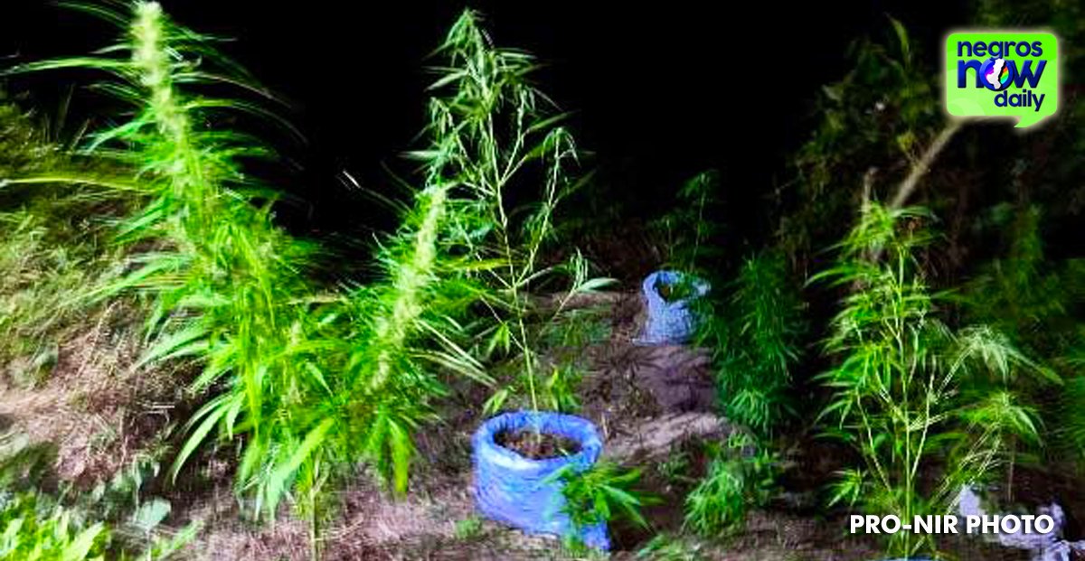 Marijuana plantation discovered in NegOr